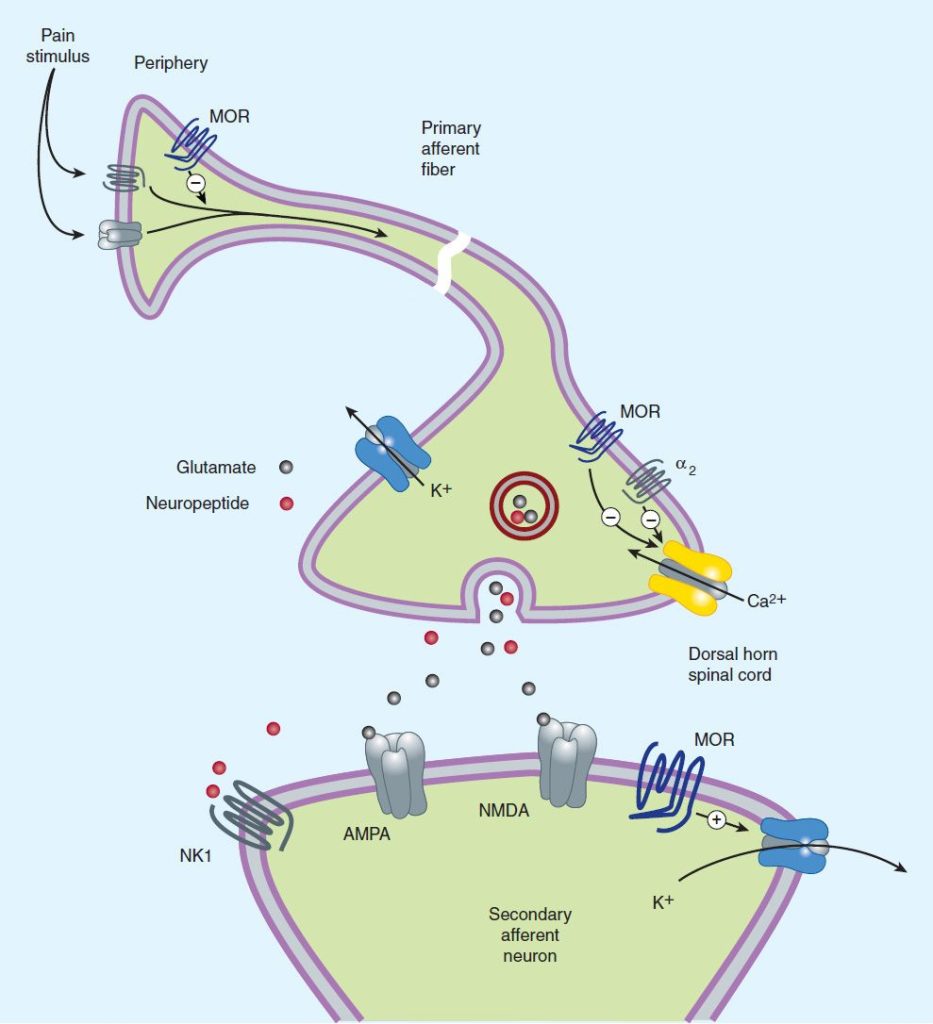 Opium antagonists - ChemBeyond.com: New chemical innovations